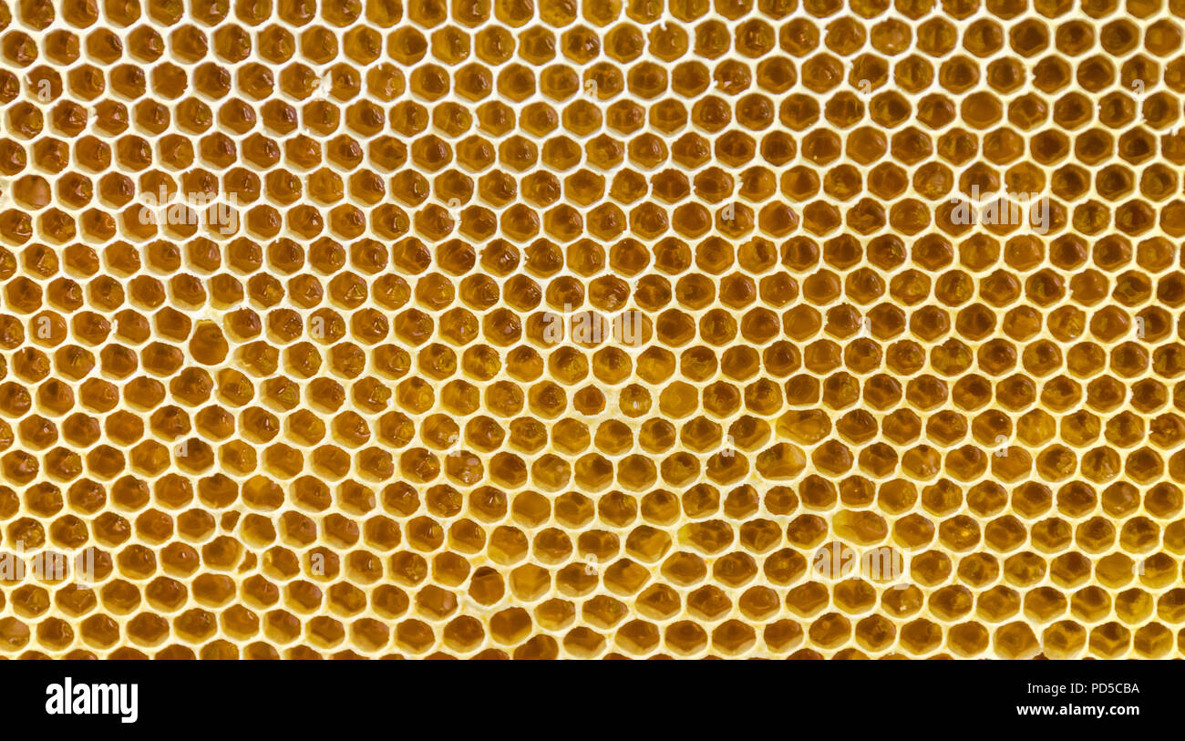 honey fresh from a beehive Stock Photo - Alamy