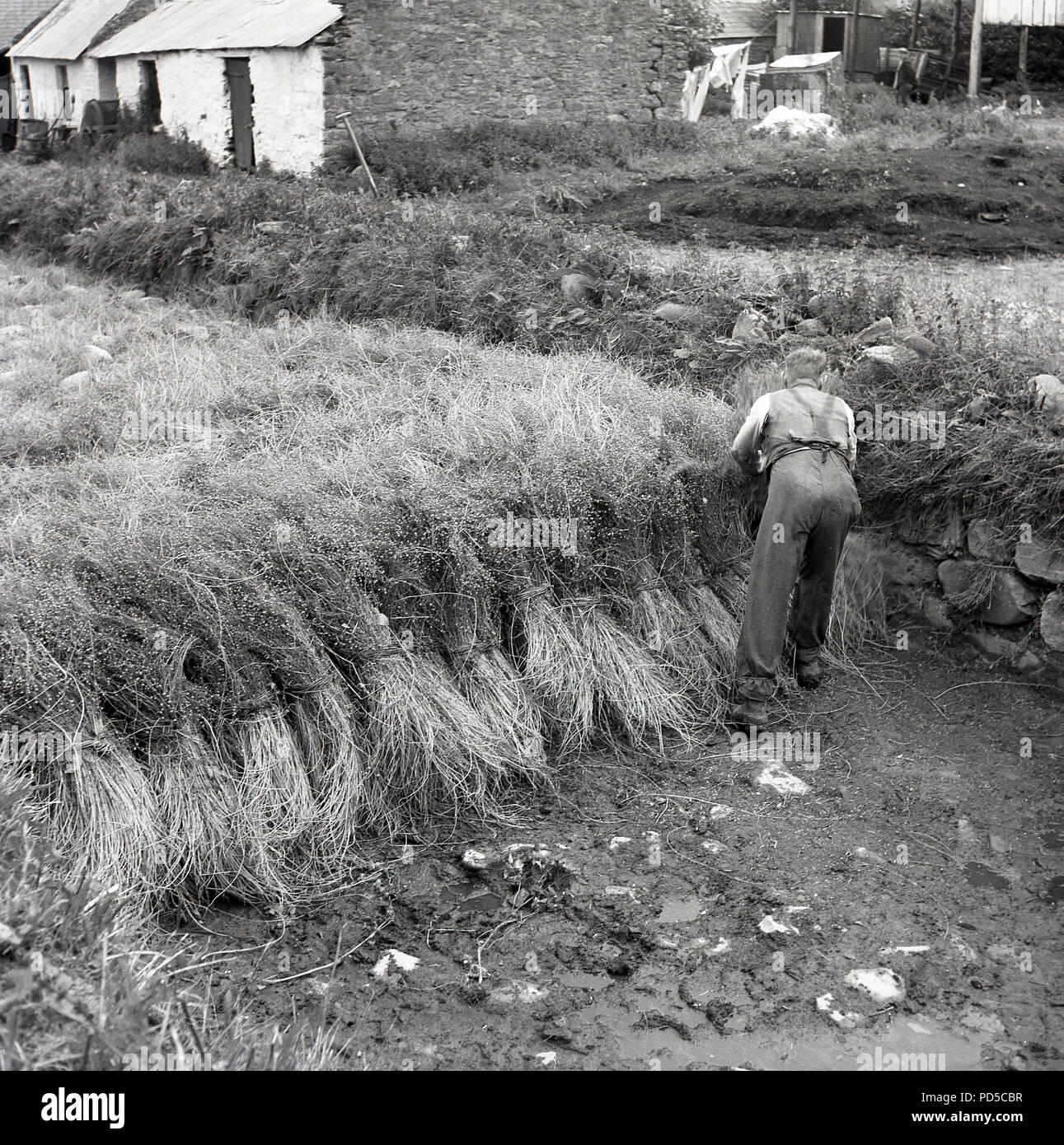 Ireland farming 1950s hi-res stock photography and images - Alamy