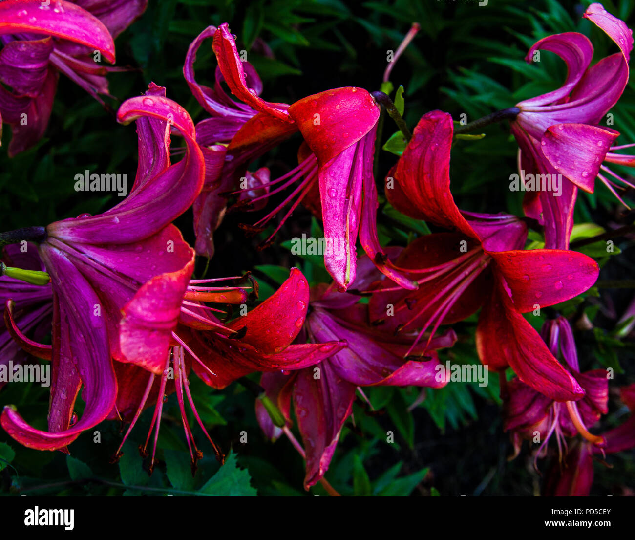 red lilies in the summer garden on the background of green foliage ...