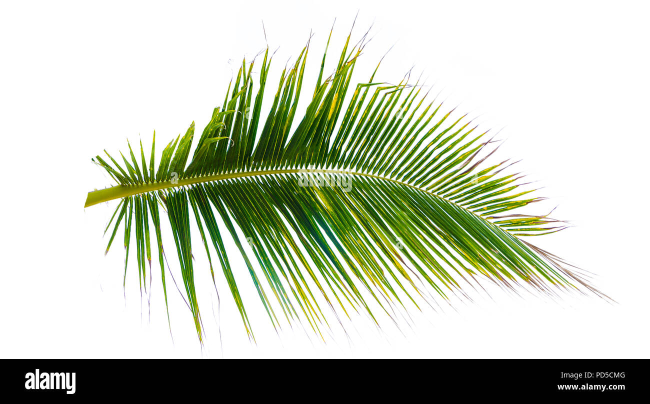 Coconut leaf pattern Cut Out Stock Images & Pictures - Alamy