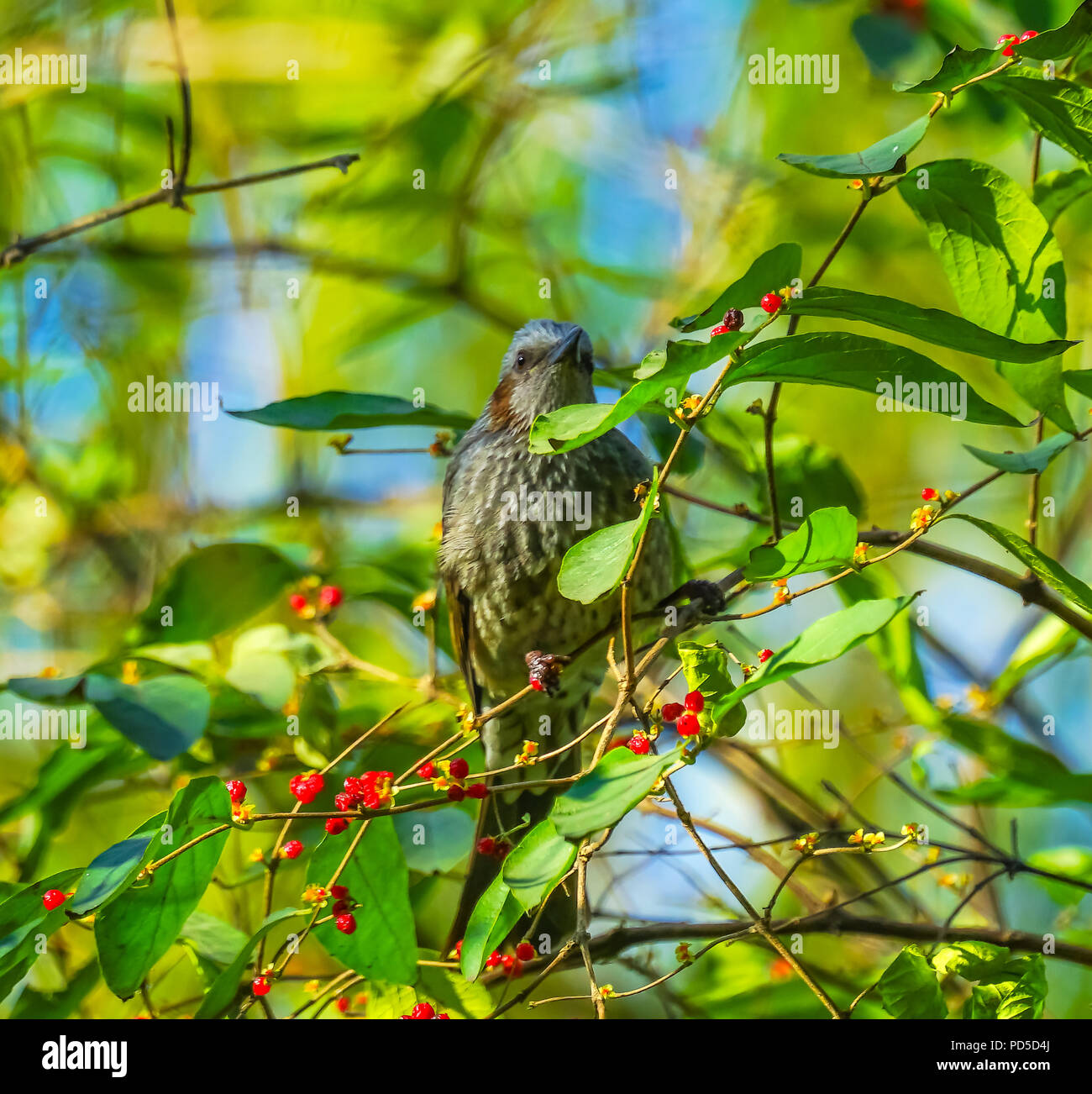 Brown Bird Red Berries Tree Beihai Park Beijing China. Beihai public ...