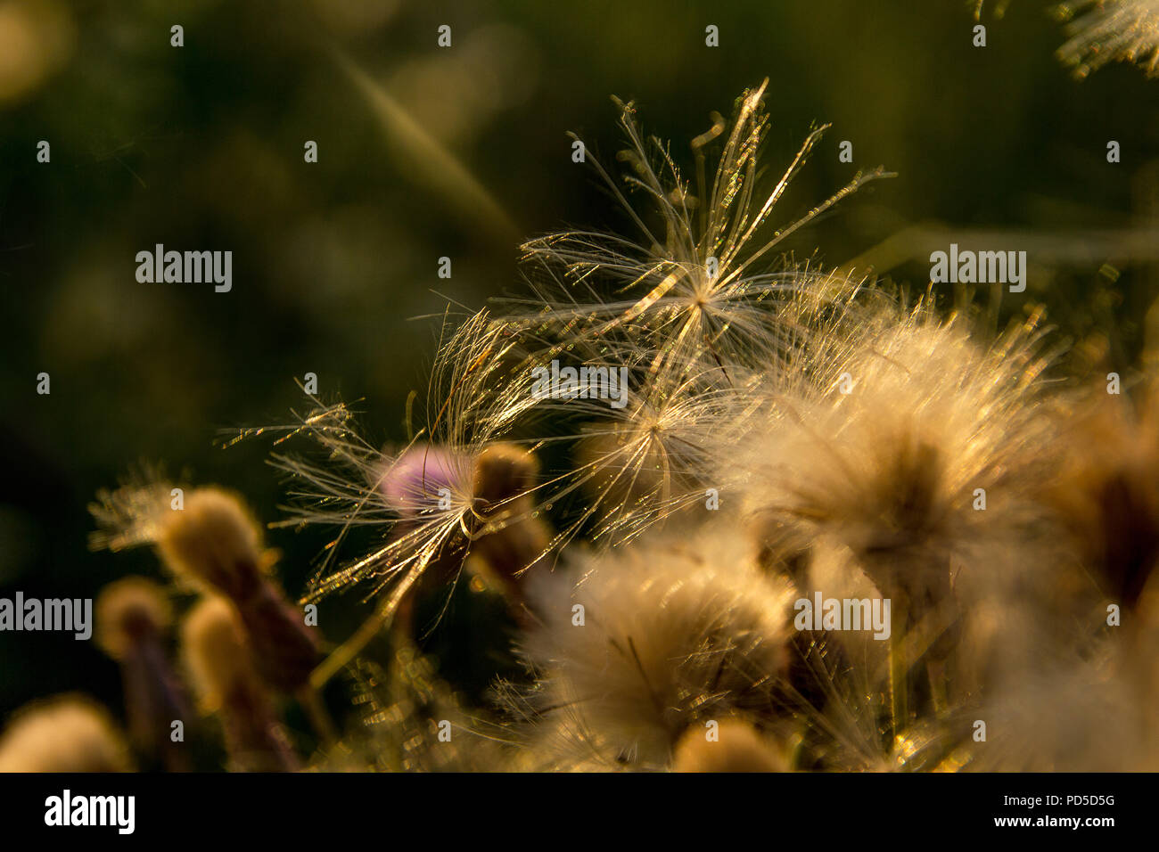 Botany seeds hi-res stock photography and images - Alamy