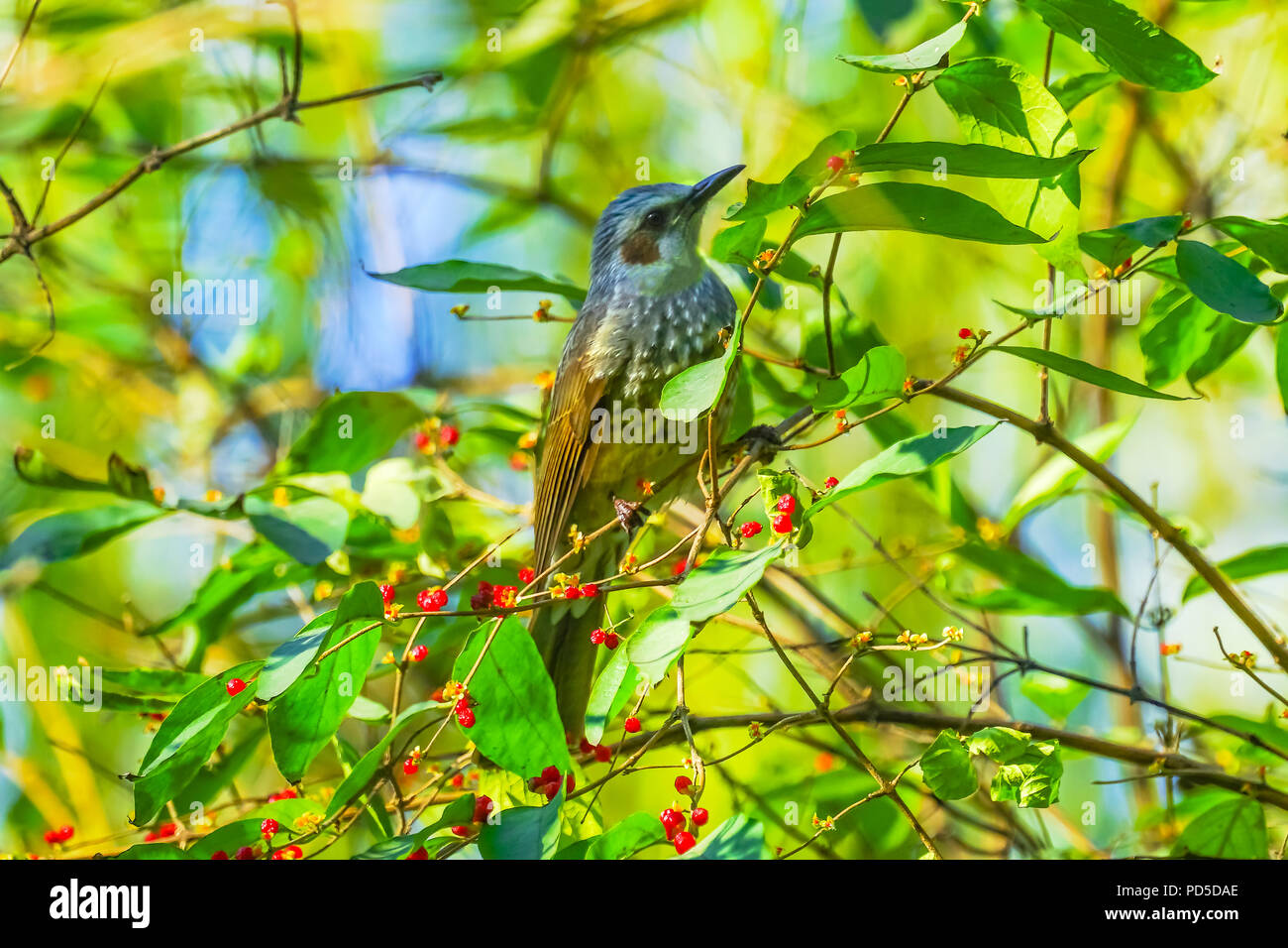 Brown Bird Red Berries Tree Beihai Park Beijing China. Beihai public ...