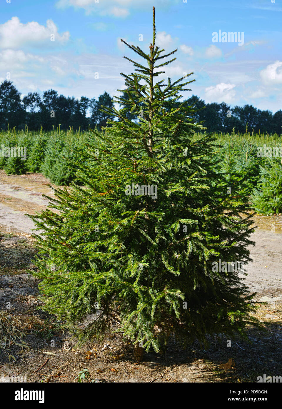 Plantatnion of young green fir Christmas trees, nordmann fir and ...