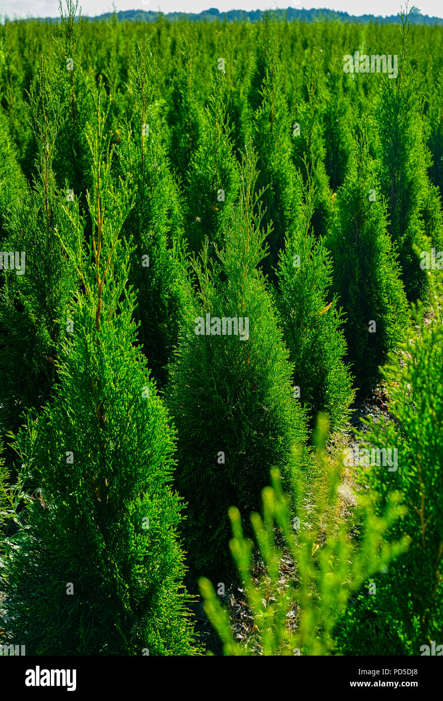 Green thuja coniferous decoration oriental plants growing on ...