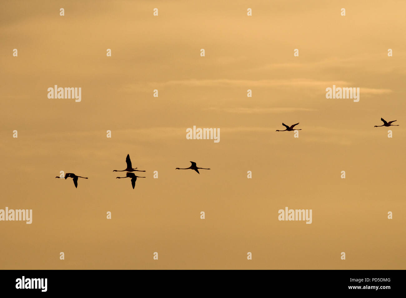 Great Flamingo - Flight - Phoenicopterus roseus Flamant rose - Vol ...