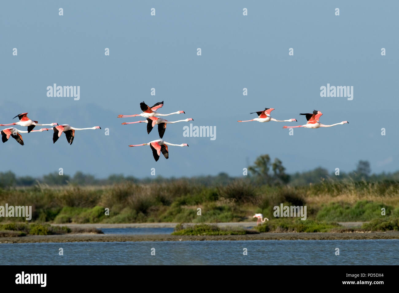 Great Flamingo - Flight - Phoenicopterus roseus Flamant rose - Vol ...