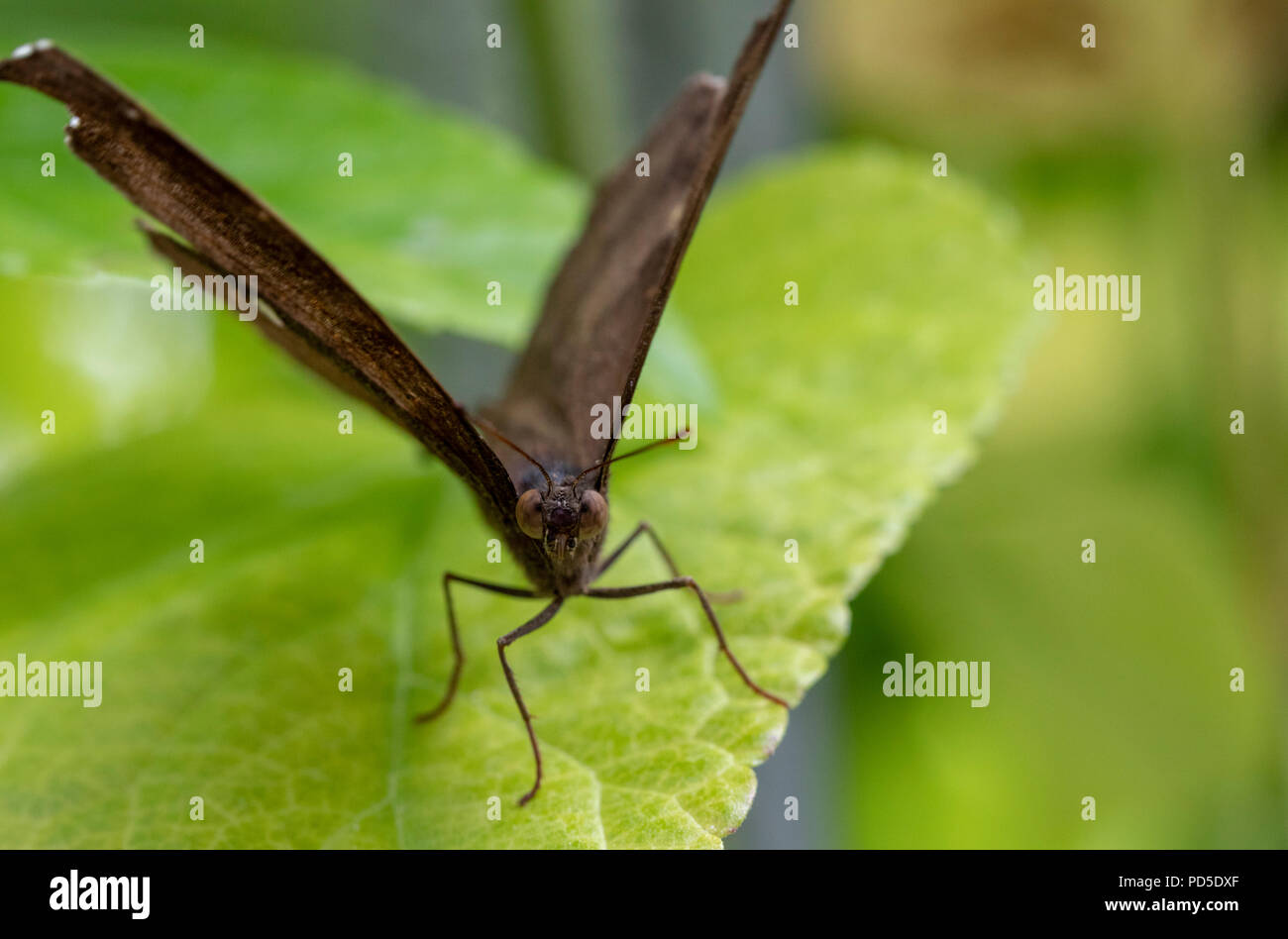 Insect conservation ireland hi-res stock photography and images - Alamy