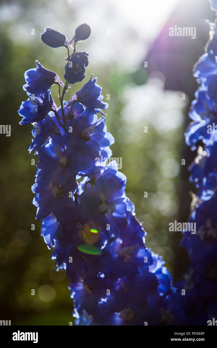 Beautiful deep blue delphiniums, backlit by the setting sun on a hot ...