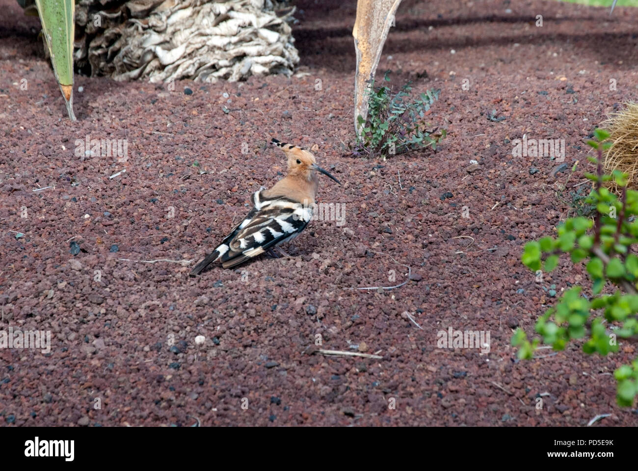 Hoopoe bird hi-res stock photography and images - Alamy