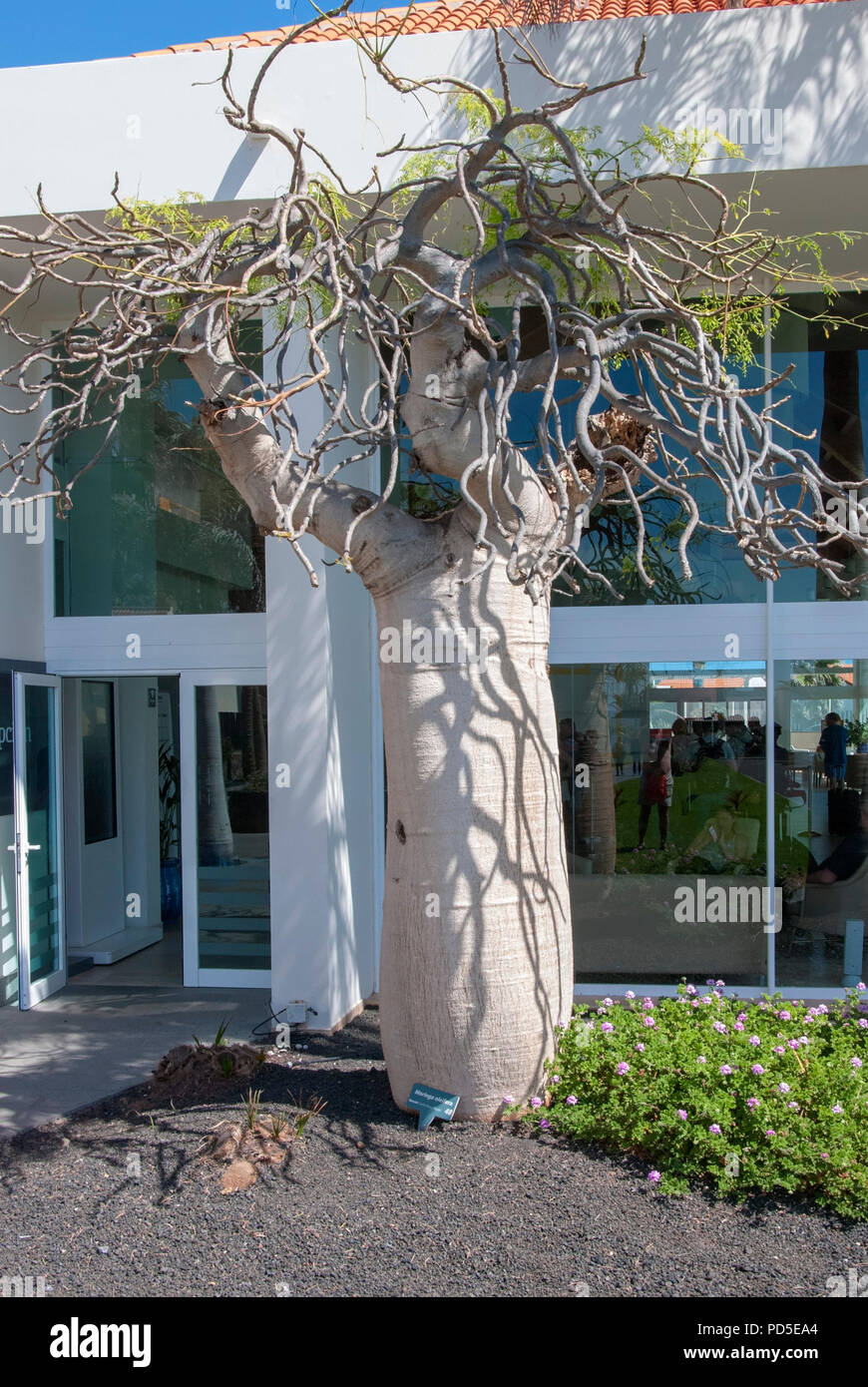 Moringa oleifera hi-res stock photography and images - Alamy