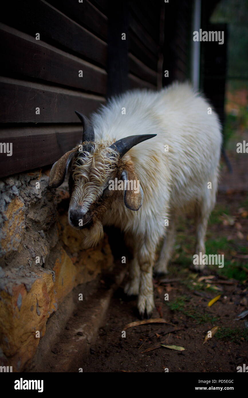 The goat hooves hi-res stock photography and images - Alamy