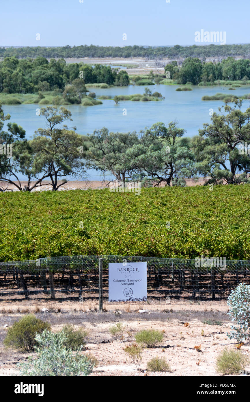 Cabernet Sauvignon vines at the Banrock Station Winery overlook the ...