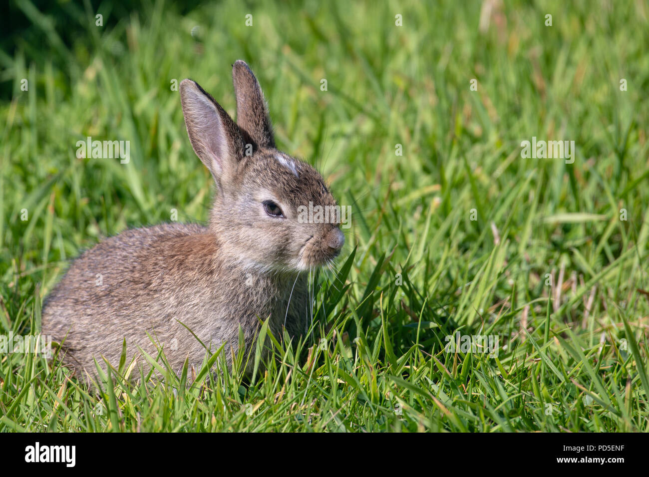 A young rabbit in the garden Stock Photo - Alamy