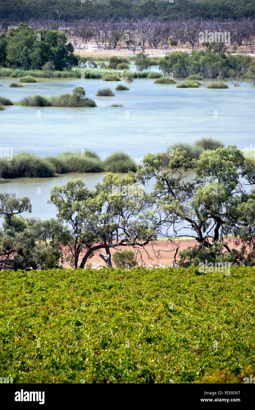 Vineyards of the Banrock Station Winery overlook the Murray River in ...