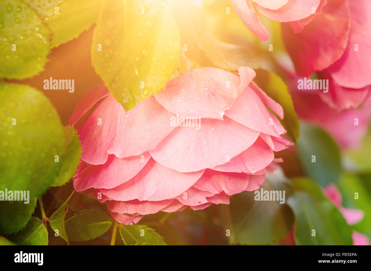 Garden with fresh red rose, floral natural sunny background Stock Photo ...