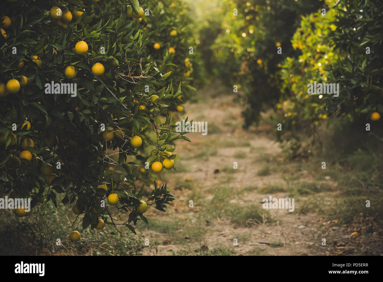 Orange garden with ripening orange fruits on the trees with green ...