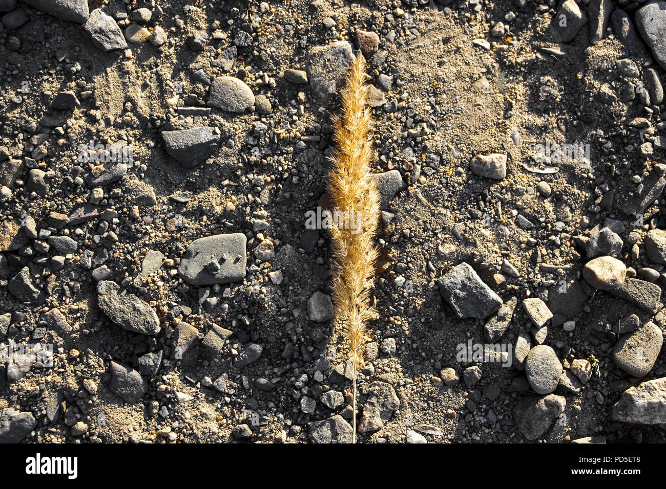 The yellow and dry spike of the torn plant lies on the surface of the ...