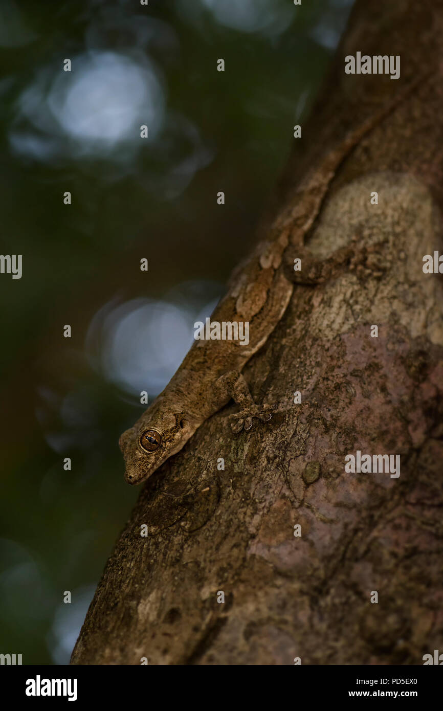 Sri Lanka leaf-nosed gecko - Hemidactylus depressus, beautiful brown ...
