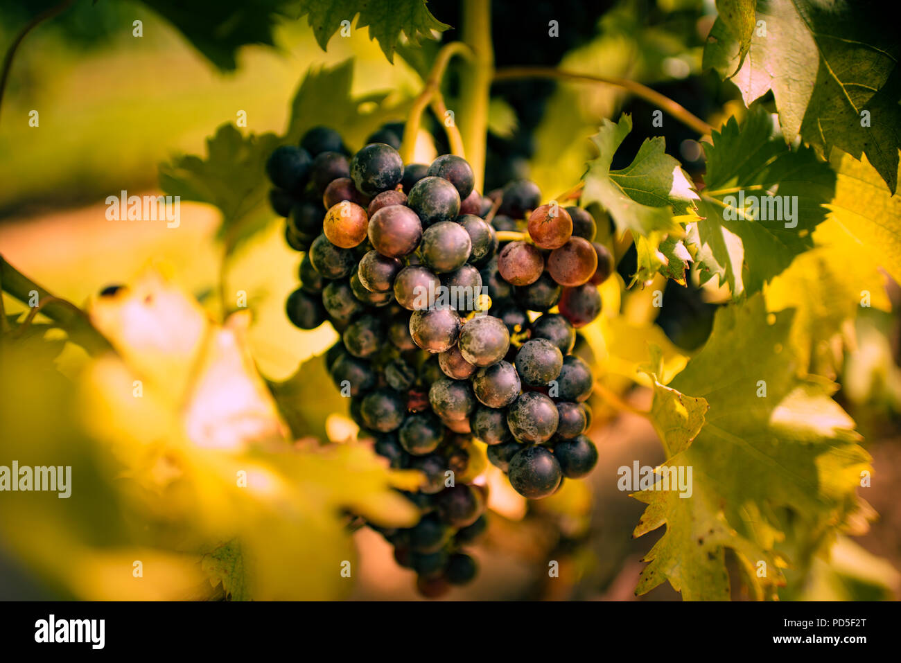 Grape landscape hi-res stock photography and images - Alamy