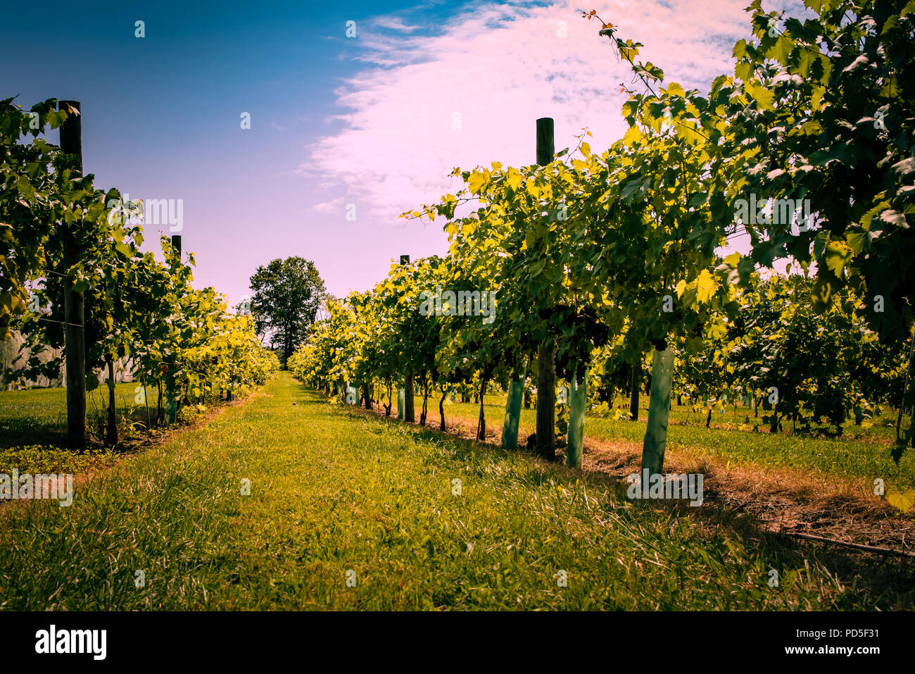 Vineyard plant rows in the sun Stock Photo - Alamy