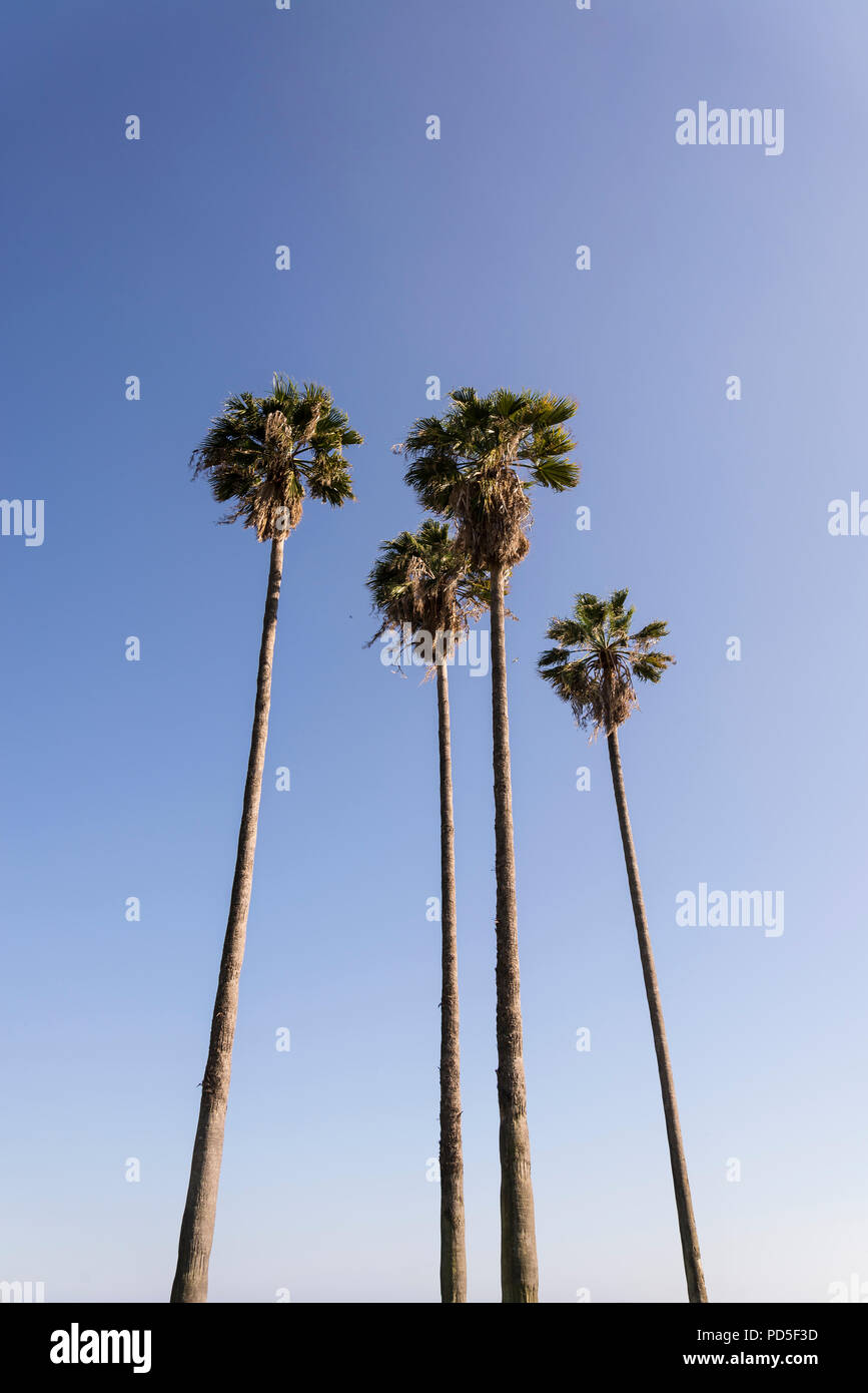 Palm trees, Capodimonte Park, Naples, Italy Stock Photo - Alamy