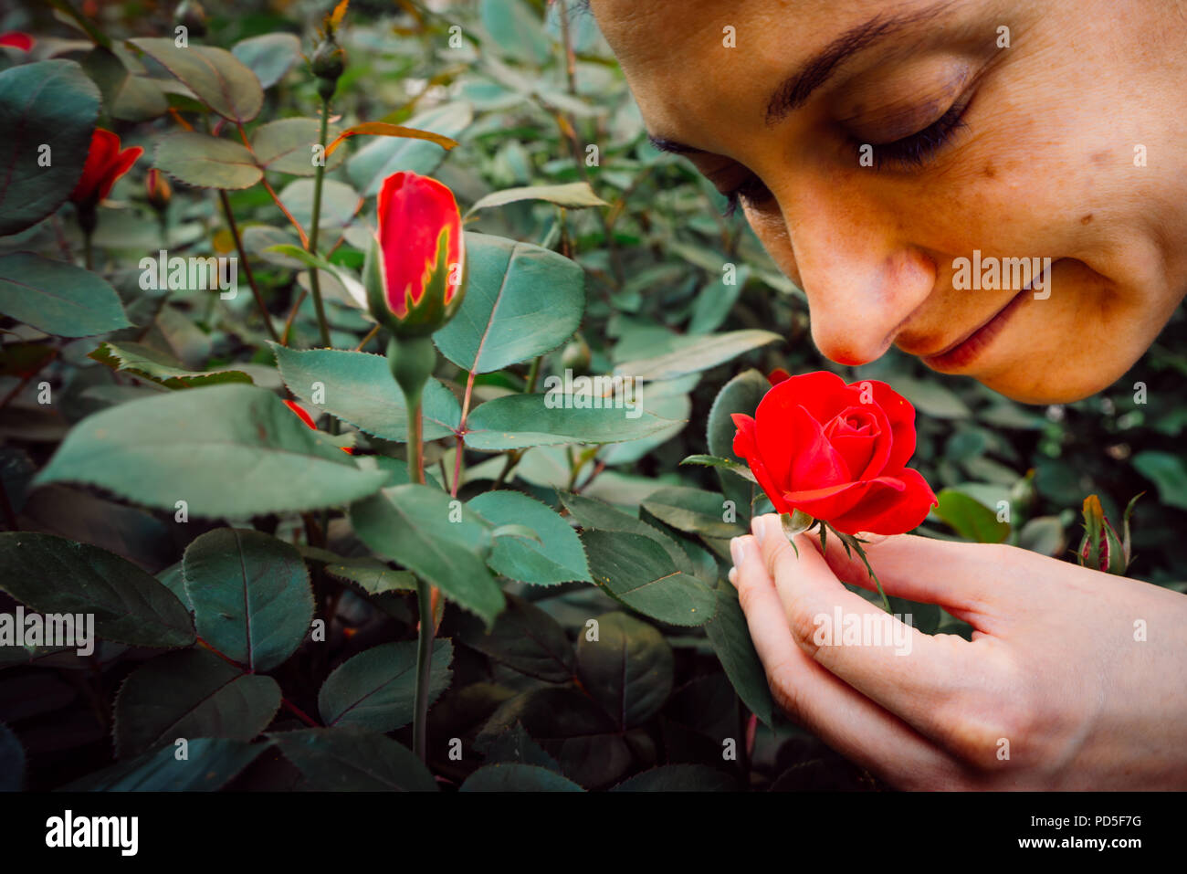 Woman Smelling Flower Roses Stock Photos & Woman Smelling Flower Roses ...