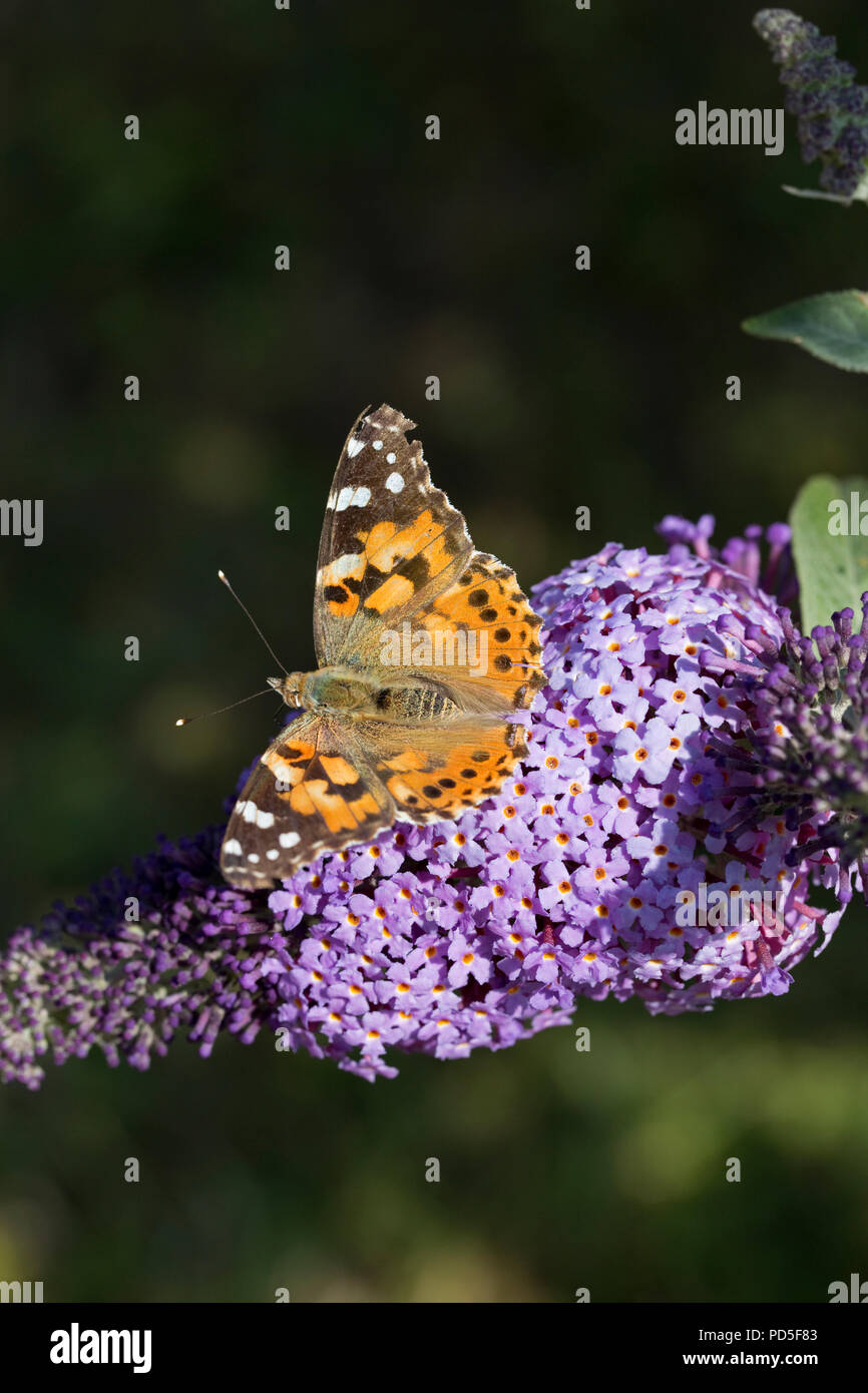 Painted lady butterfly hi-res stock photography and images - Alamy