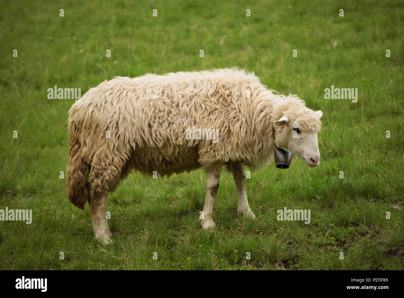 Single white sheep grazing at green meadow, natural agriculture ...