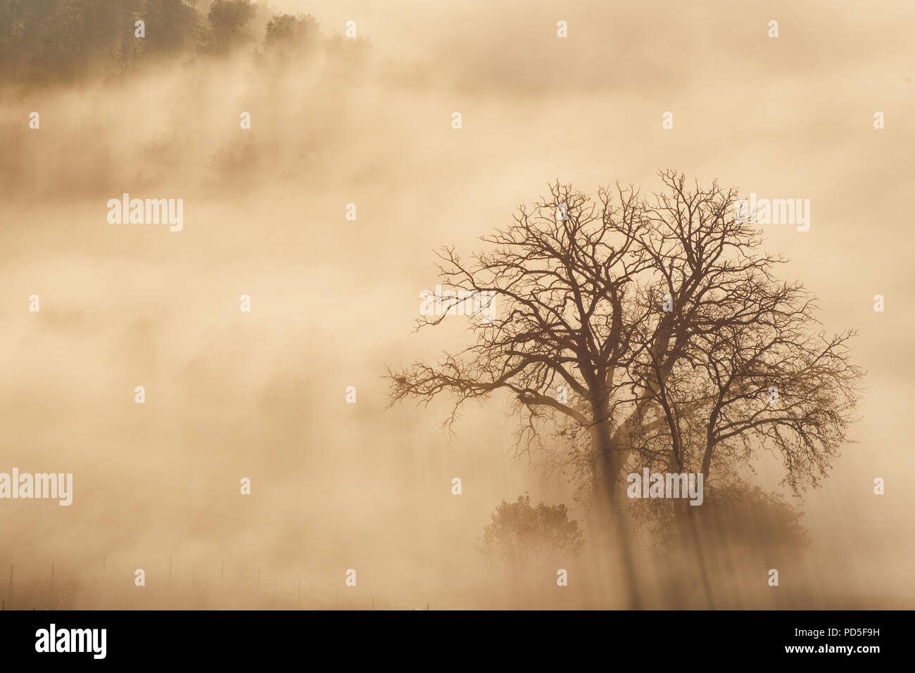 Single tree in the beautiful sunny fog at sunrise, natural background ...