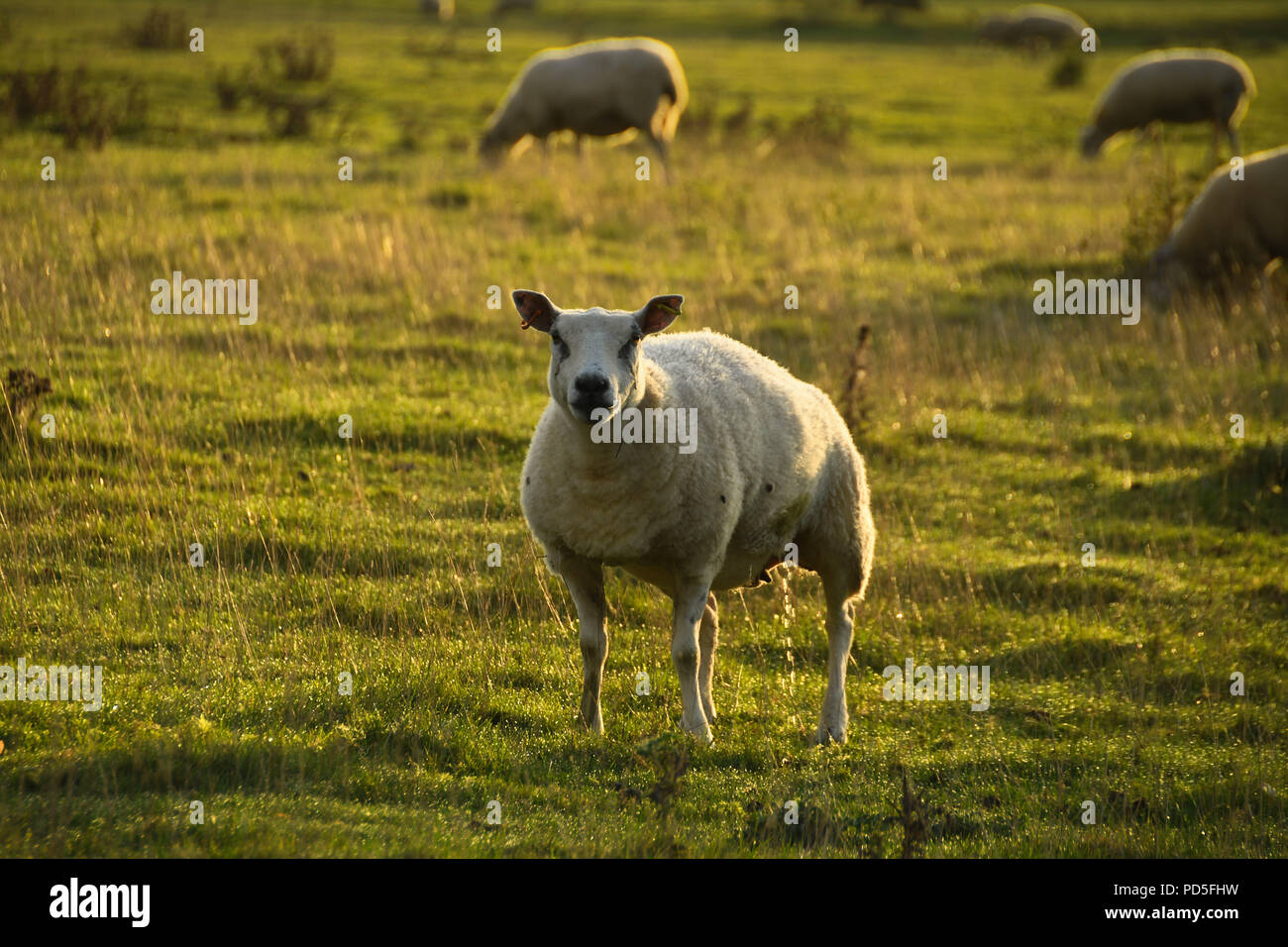 English countryside scene with sheep in field and low sun in the sky ...