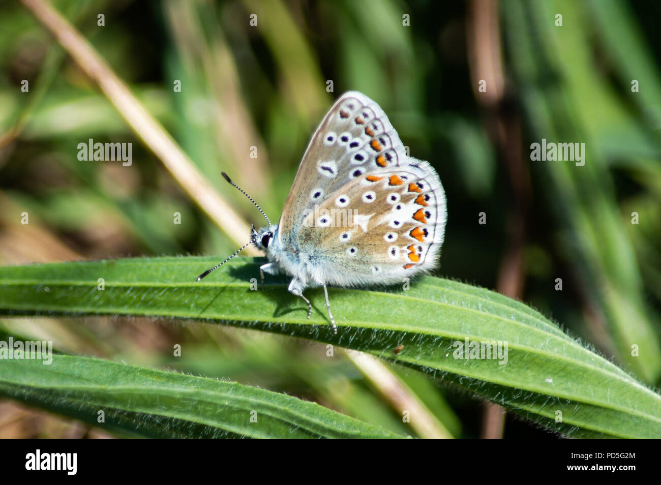 Grass hairy leaf hi-res stock photography and images - Alamy