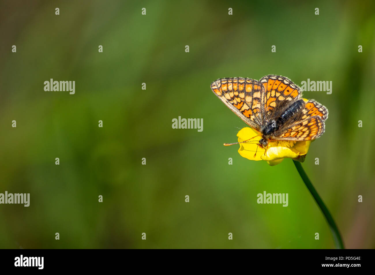 Marsh fritillary butterfly buttercup hi-res stock photography and ...