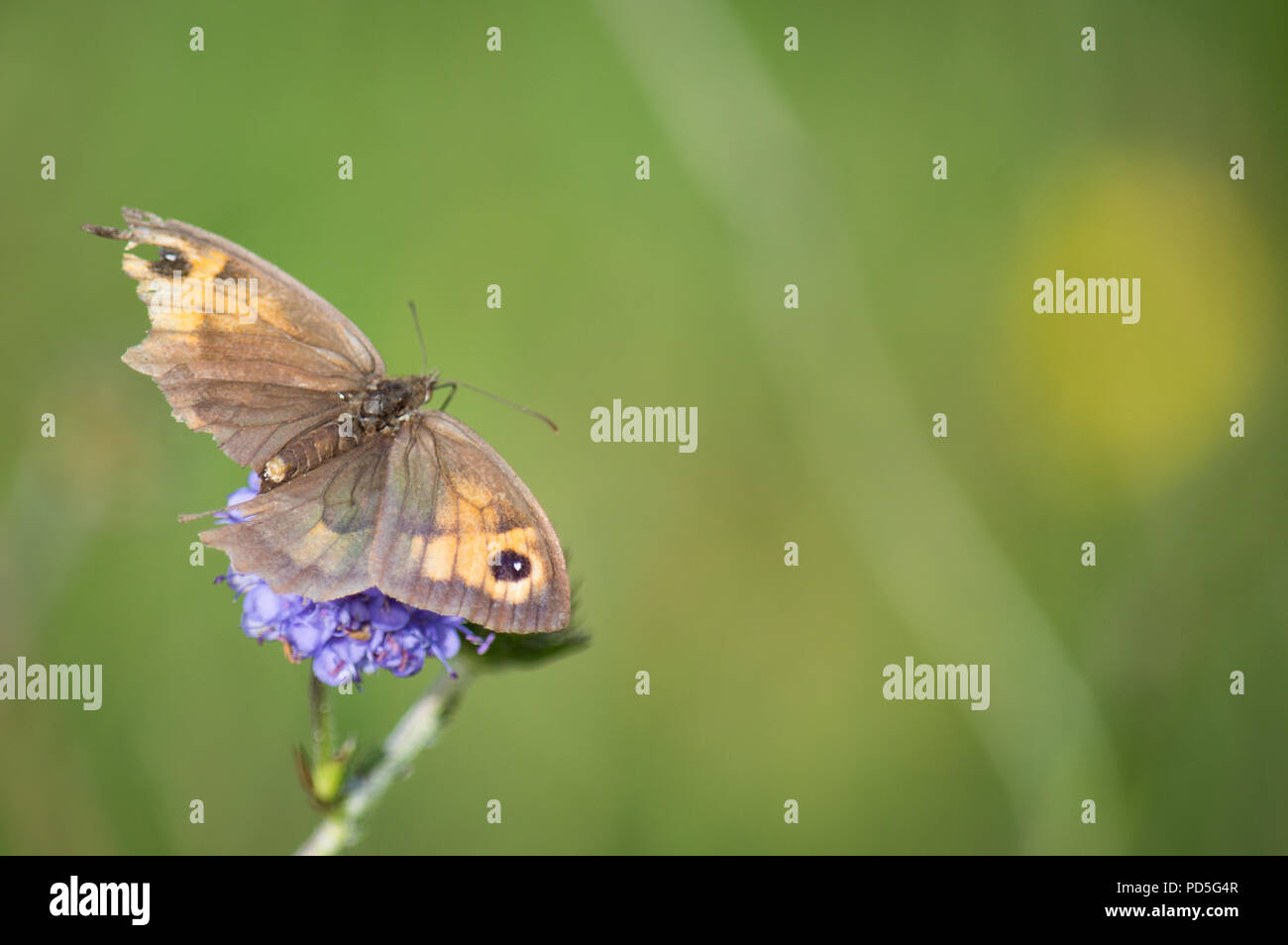 Injured butterfly hi-res stock photography and images - Alamy
