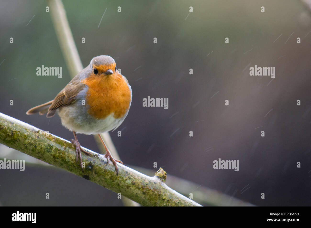 Robin in the rain with space for text Stock Photo - Alamy