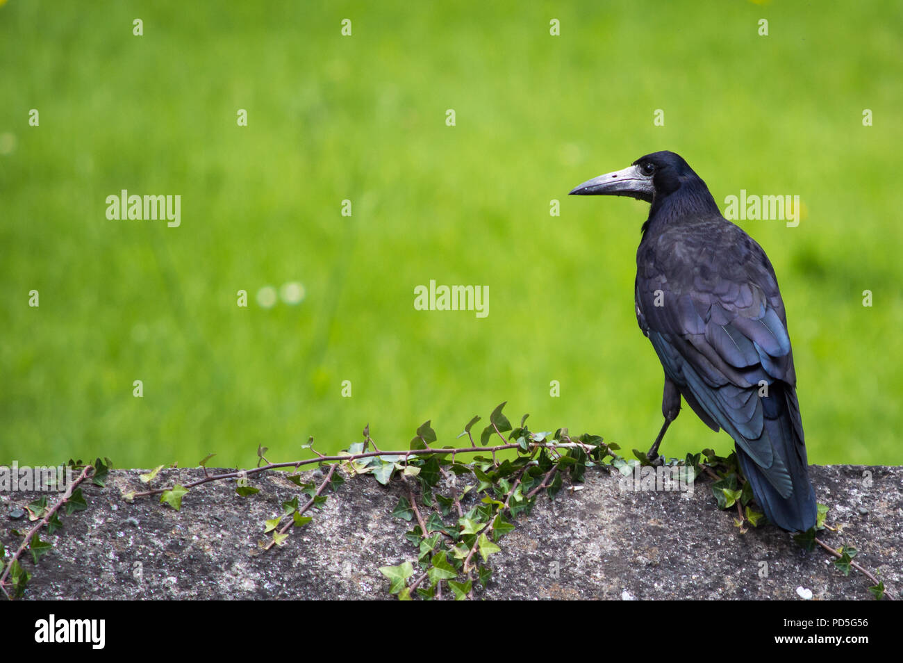 Rook wall hi-res stock photography and images - Alamy