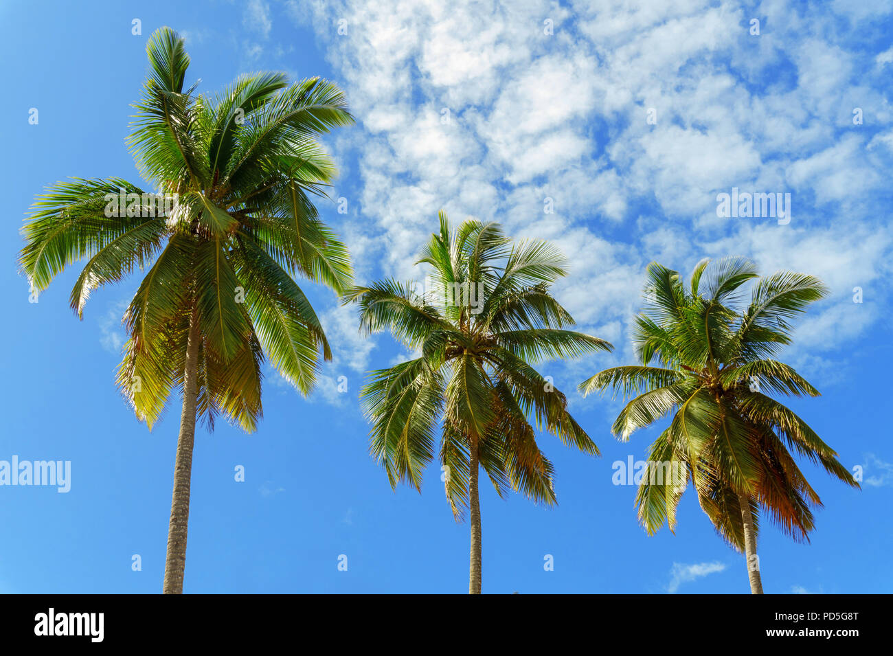 three hight green palms on sky background Stock Photo - Alamy