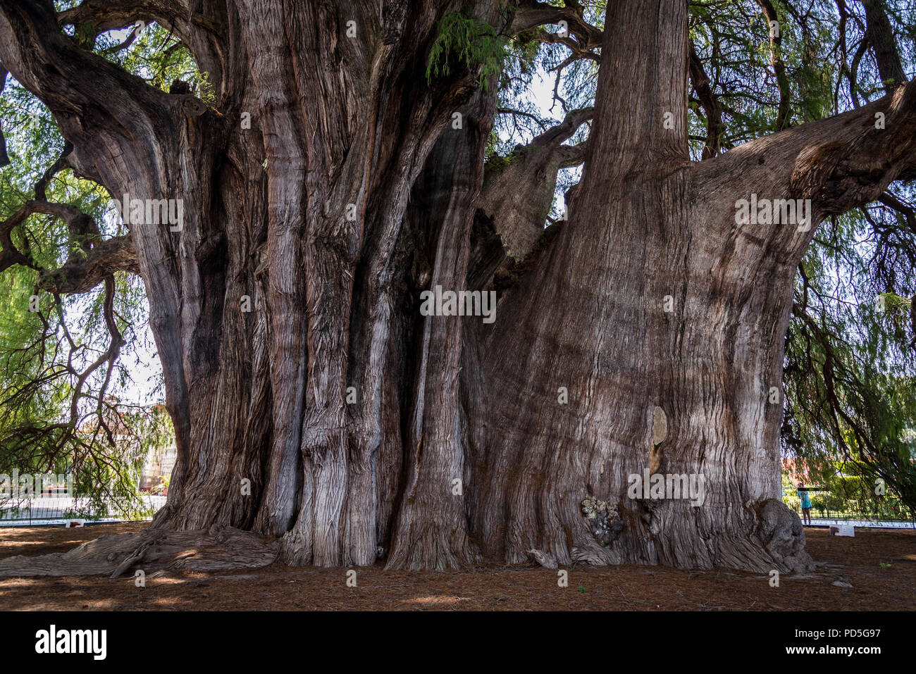 Ahuehuete taxodium mucronatum hi-res stock photography and images - Alamy