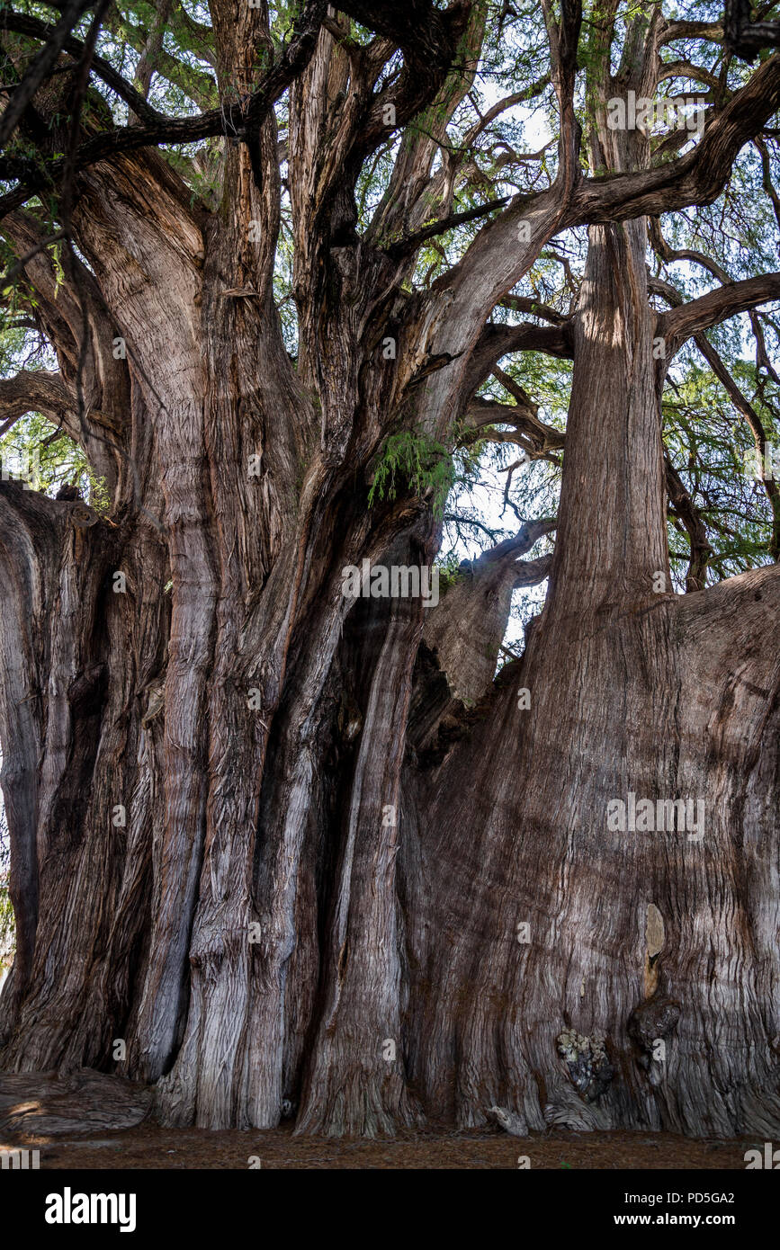Tree of Tule, located in the church grounds in the town centre of Santa ...