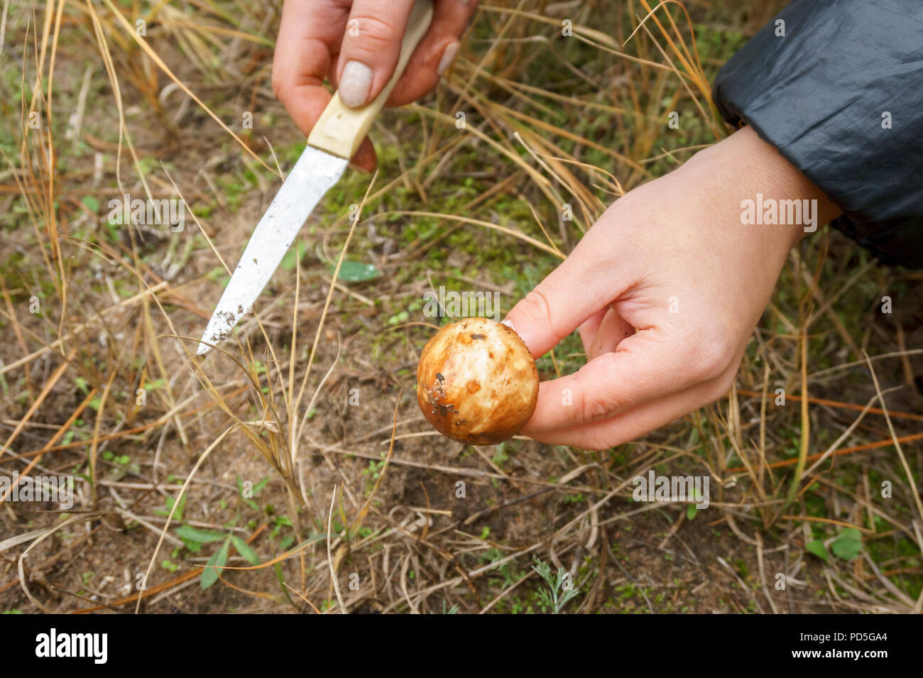 Slippery jack suillus luteus in hi-res stock photography and images - Alamy
