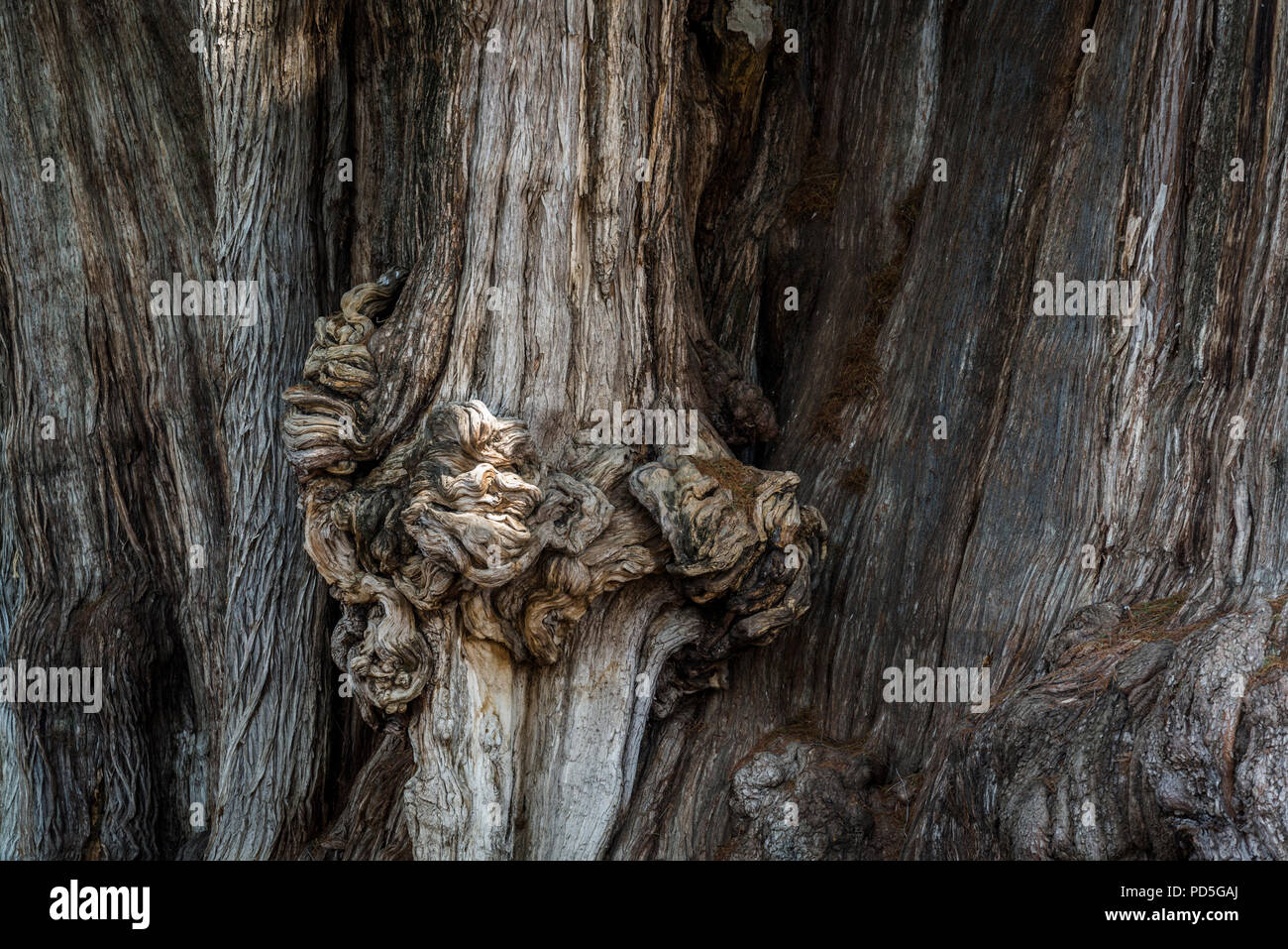Tree of Tule, located in the church grounds in the town centre of Santa ...