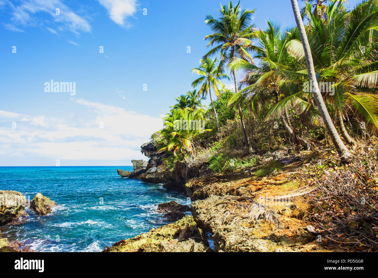 Wild tropical rocky shore, bay, lagoon. Sea stormy Splash, Green palm ...