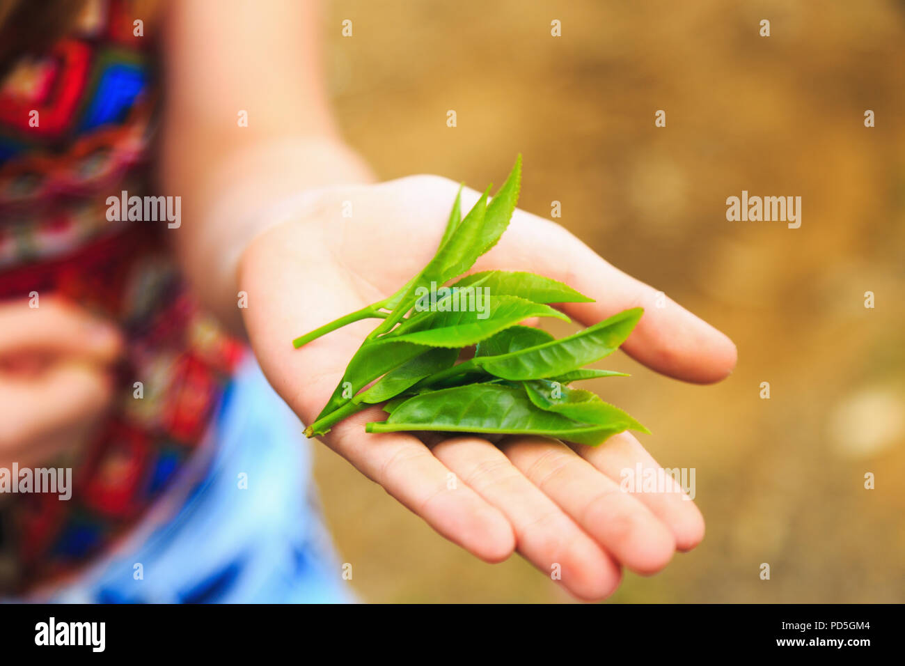 picking the tea, green young tea leaves on female palm or hand Stock ...