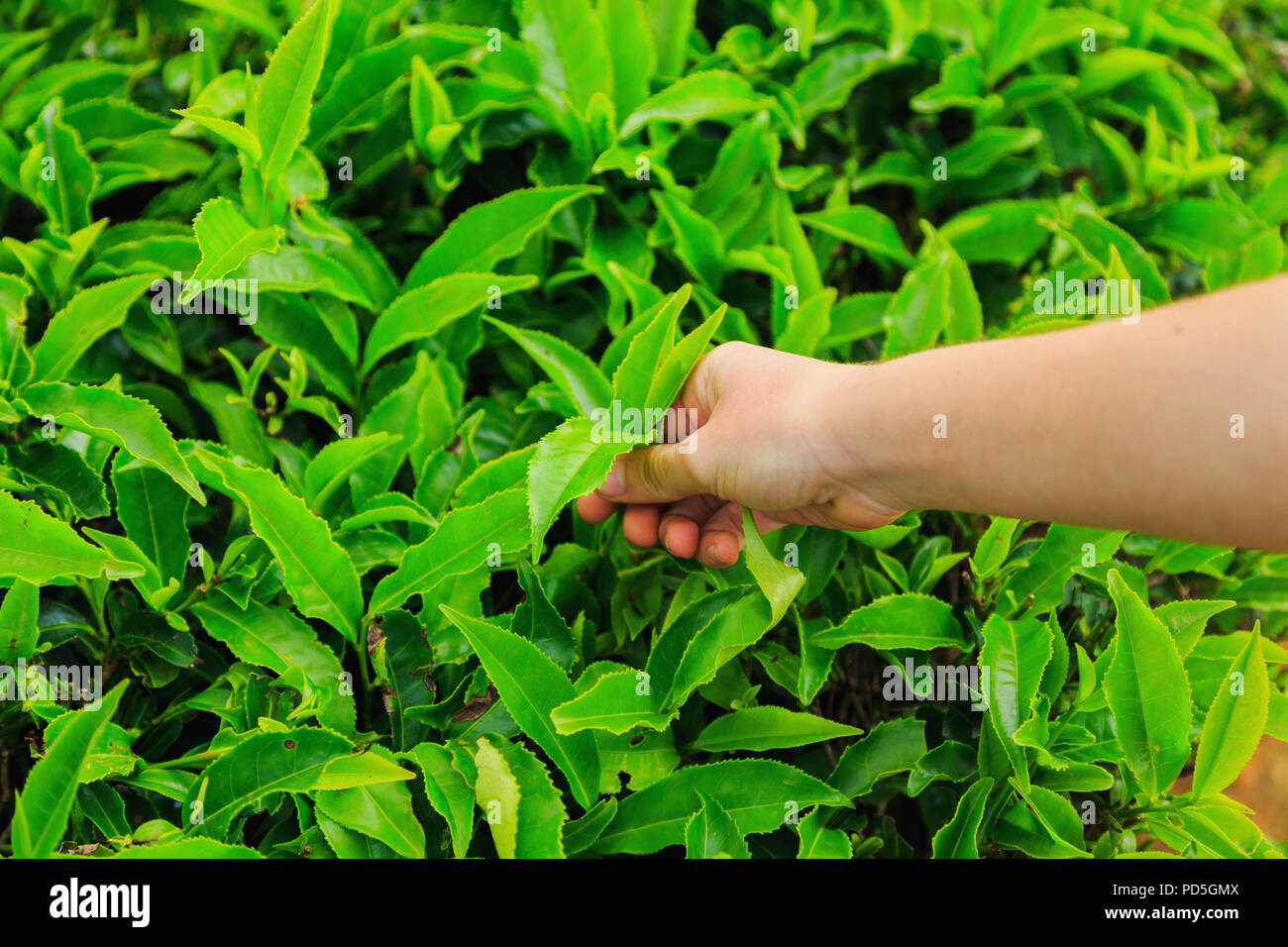 picking tea, white female hand plucks the green petals of tea on tea ...