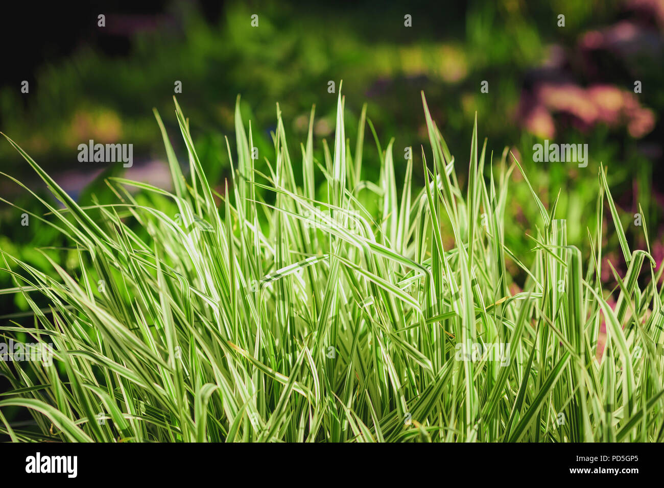 natural texture, green grass on blurred background Stock Photo - Alamy