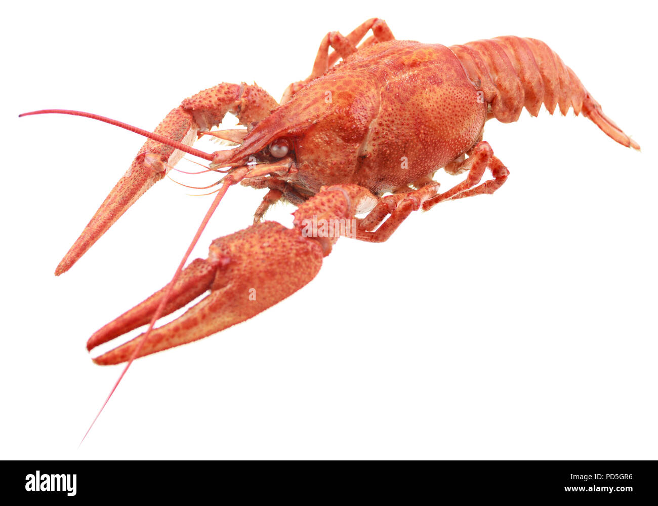 red crayfish isolated on white background Stock Photo - Alamy