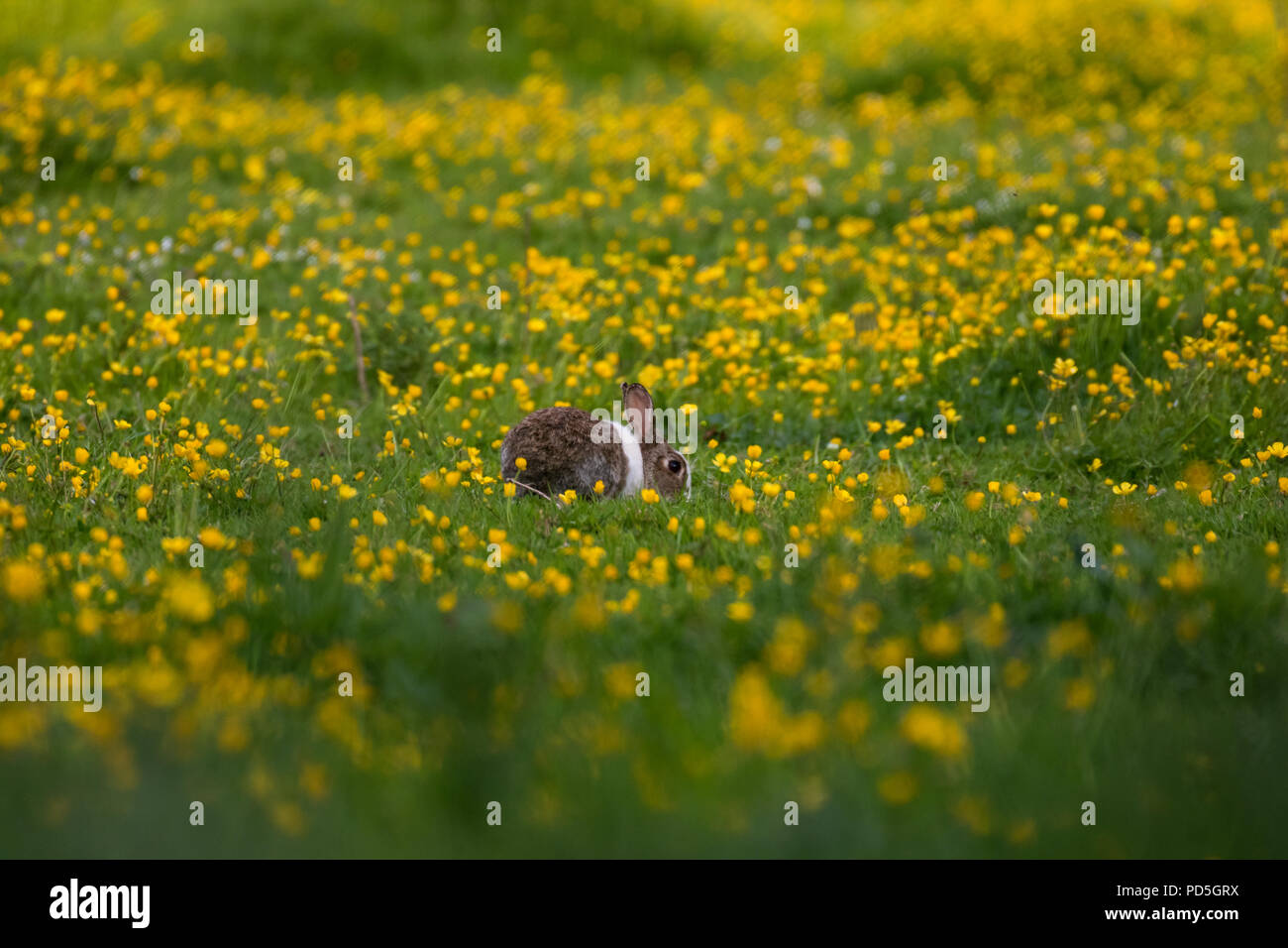 Rabbit in the middle of a grassy meadow filled with buttercups Stock ...