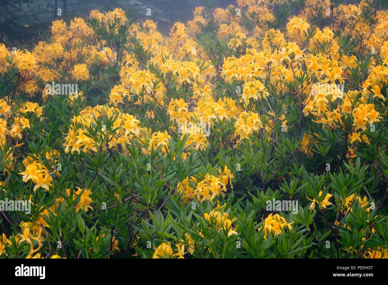 View of mountain roses in fog (Rhododendron luteum) The image is ...