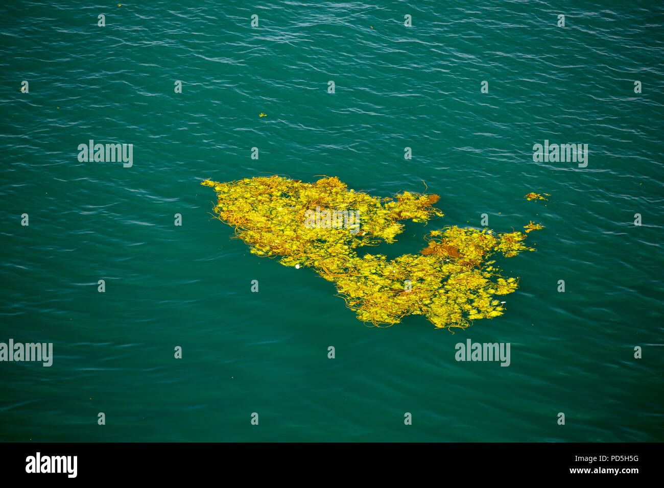 Seaweed floating on a calm sea in the English Channel Stock Photo - Alamy