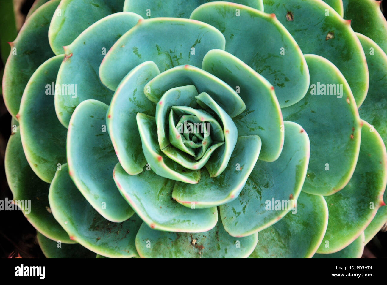Swirl cactus hi-res stock photography and images - Alamy